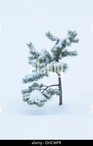 Scots pine sapling Stock Photo - Alamy