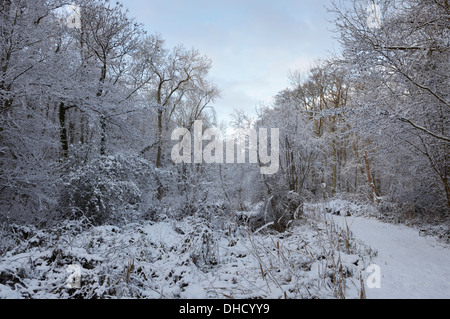 A winter scene from Strumpshaw Fen Nature Reserve near Norwich in the ...