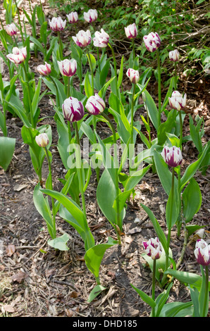 fringed tulip 'Lambada' Stock Photo - Alamy