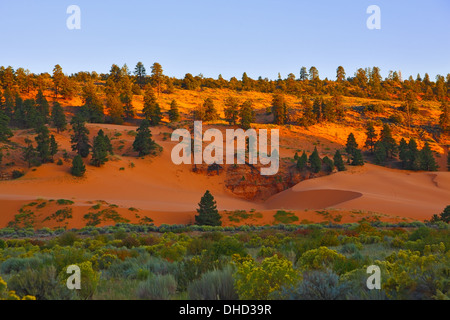 coral pink sand dunes national park utah at sunset Stock Photo - Alamy