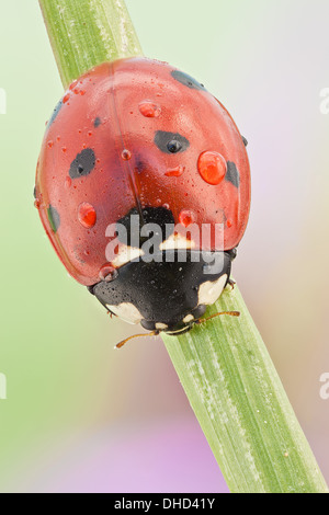 This is the most common ladybird in Europe, introduced in many ...