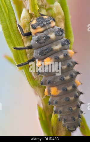 This is the most common ladybird in Europe, introduced in many ...