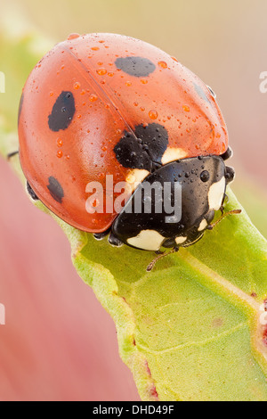This is the most common ladybird in Europe, introduced in many ...