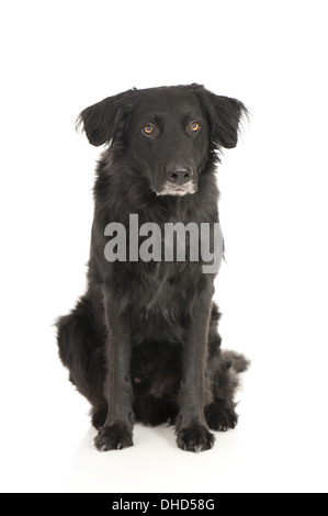 Cross breed dog isolated on white background Stock Photo - Alamy