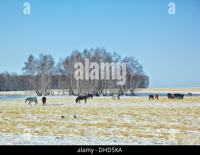 a herd of horses on a winter field against the background of mountains ...