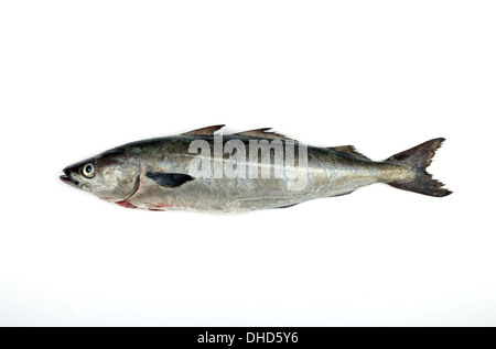A Saithe fish, also known as coalfish, coley, pollock, shot on white ...