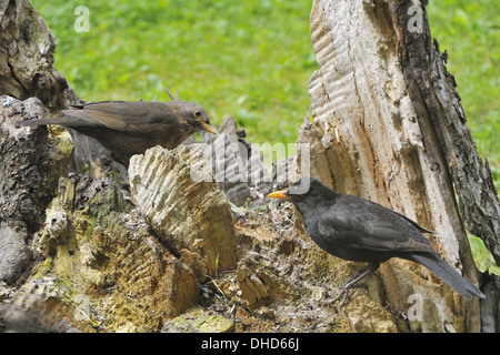 Turdus merula, male and female blackbirds UK Stock Photo - Alamy