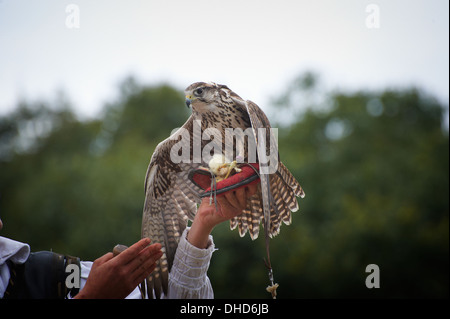 A Man in traditional falconers costume holding a bird of prey at Puy Du ...