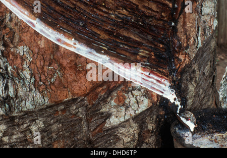 extraction of rubber, rubber tree, belterra village, santarem, state of ...