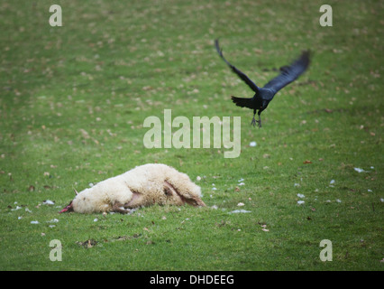 Ravens scavenging on a dead sheep Stock Photo - Alamy