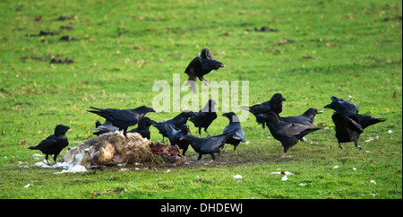 raven eating on the carcass of a dead horse Stock Photo: 10740142 - Alamy