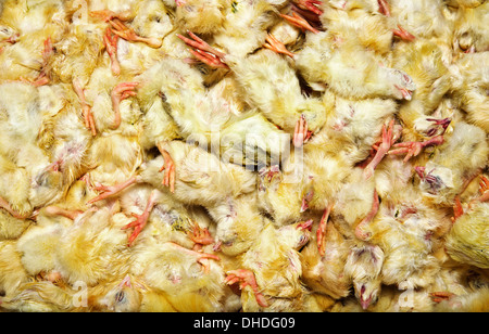 Dead Day Old Chicks Stock Photo - Alamy