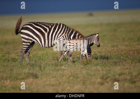 Mother (female) and baby zebra grazing on the Serengeti Plains ...