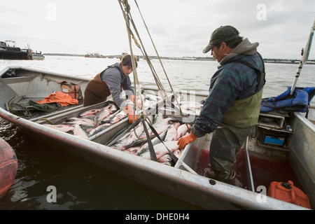 A Father And Son Deliver Sockeye Salmon Caught In A Commercial Setnet ...