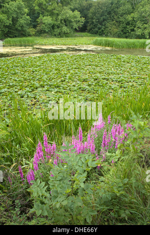 Purple loosestrife Lythrum salicaria on a natural green blurred ...