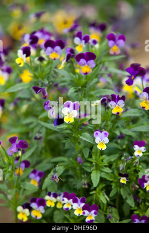 purple and yellow viola flowers in vintage watering can in garden Stock ...