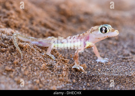 Namib sand gecko / web-footed gecko (Pachydactylus rangei) held in ...
