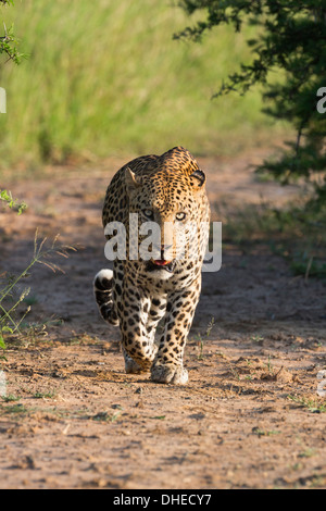 Male leopard (Panthera pardus) walking. This shy, solitary carnivore is ...