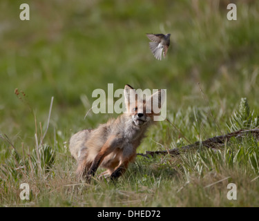 Red fox (Vulpes vulpes) hunting in grassland / meadow at edge of forest ...