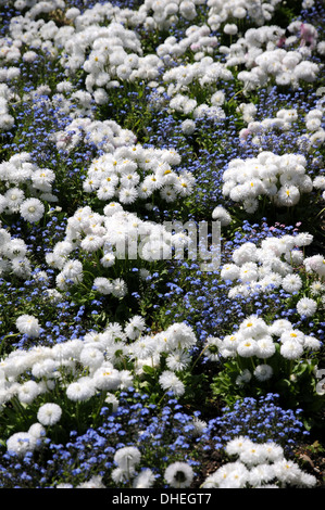 Daisies and Forget me not Stock Photo - Alamy