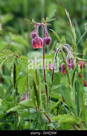 botany, Avens, (Geum), Water Avens, (Geum rivale), buds and blossoms ...