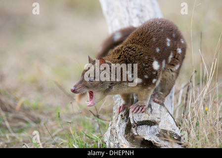 Spotted tailed Quoll Dasyurus maculatus Eating Green Rosella ...