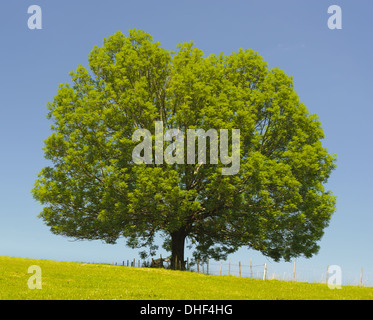 single big ash tree in meadow at spring Stock Photo - Alamy