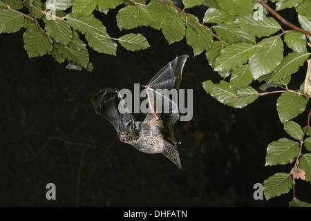Barbastelle bat (Barbastella barbastellus) in flight during daylight ...