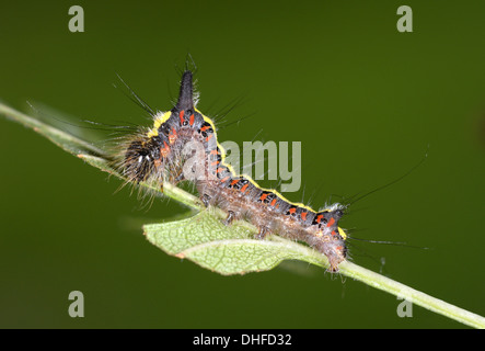 Caterpillar of Grey Dagger Moth (Acronicta psi) feeding on Lime tree ...