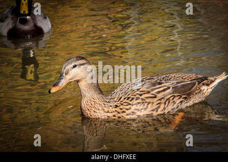 Female Mallard duck in pond Stock Photo - Alamy