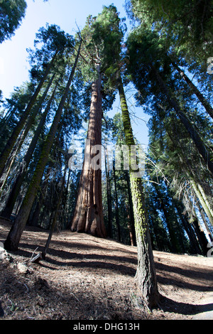 The Congress Trail, Sequoia National Park, California, U.S.A Stock ...