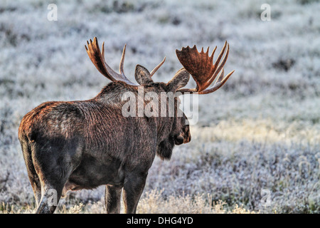 Young bull Moose with a very long beard Stock Photo - Alamy