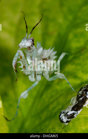 Spiny flower mantis Stock Photo - Alamy