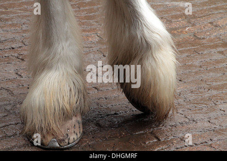 Shire horse hoof hooves, white hair, close. Vertical shot Stock Photo ...