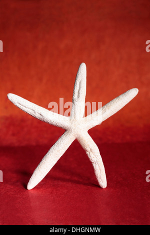 Starfish standing poised on a red colored background Stock Photo - Alamy