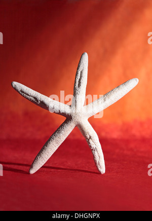 Starfish standing poised on a red colored background Stock Photo - Alamy