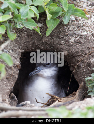Wedge tailed Shearwater at nesting burrow in Kauai Hawaii Stock Photo ...