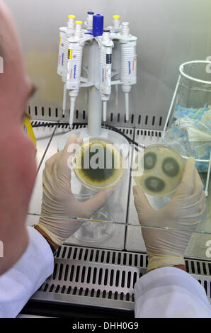 Markus Schmidt-Heydt of the Max Rubner Institute (MRI) lays mould ...