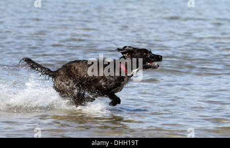 Jackapoodle running through water Stock Photo - Alamy