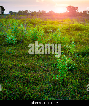 Field at sunset, sunset on meadow. Grass in the sunlight background ...