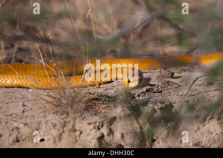 Cape cobra, yellow cobra (Naja nivea), cape cobra feeding on another ...