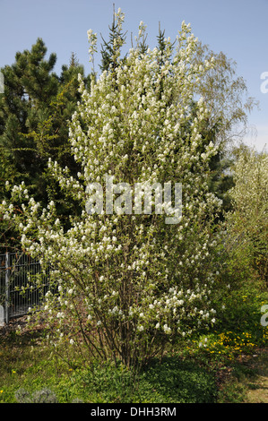 Snowy Mespilus, shadbush, shadwood, wild pear, Echte Felsenbirne ...