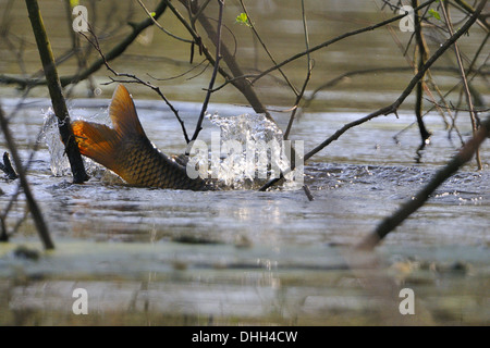 Common carp (Cyprinus carpio) spawning in shallow lakeside waters ...