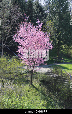 A Japanese cherry blossom tree planted in memorial to Tom Richardson ...