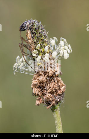 Close up flowering greater plantain (Plantago major), family ...