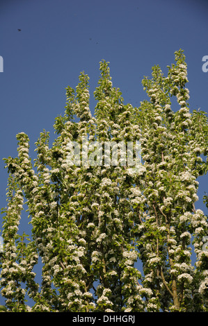 Pyrus communis Beech Hill, Fastigiate Pear Tree Stock Photo - Alamy