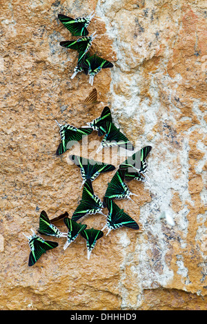 Green-banded Urania moths (Urania leilus) feeding on mineral-rich water ...