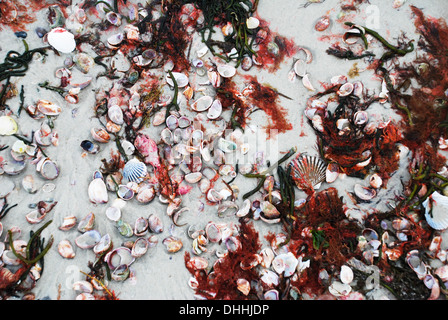 Scallop Shell on Cape Cod Beach Stock Photo - Alamy