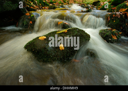 Nidda river in autumn, Hoherodskopf, Hesse, Germany Stock Photo - Alamy