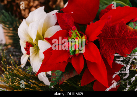 Holly berry red and white flowers closeup image Stock Photo - Alamy